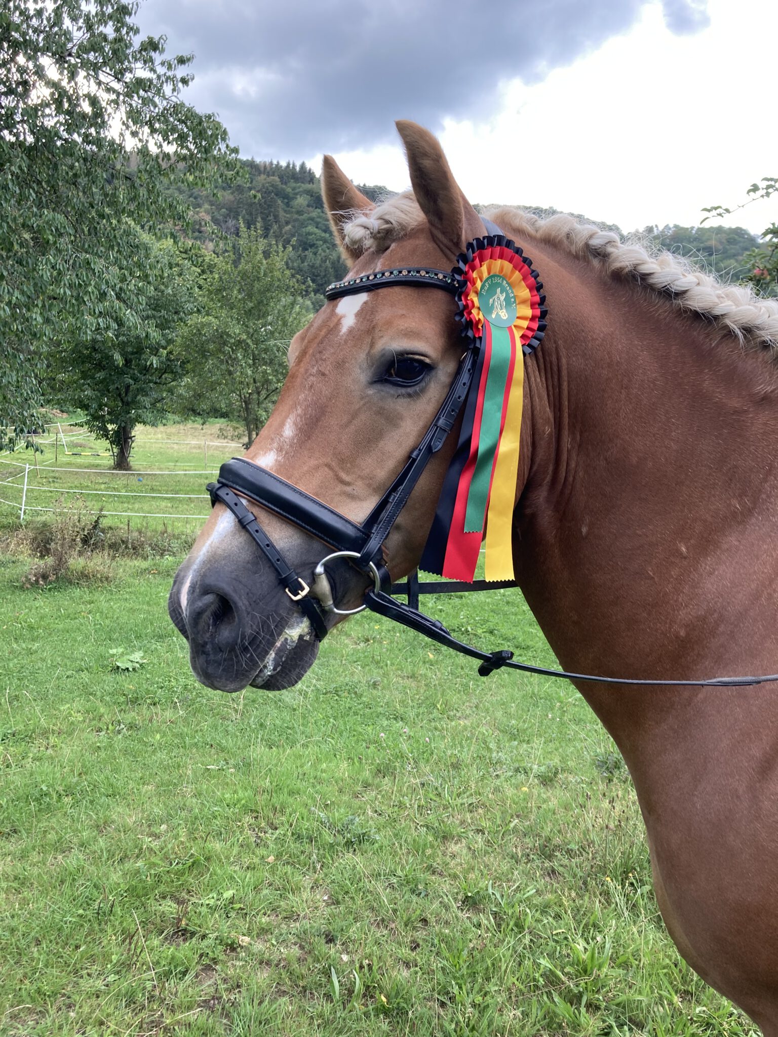 Turniererfolg in Aachen-Brand für Michelle Heck und Weltsaum ...